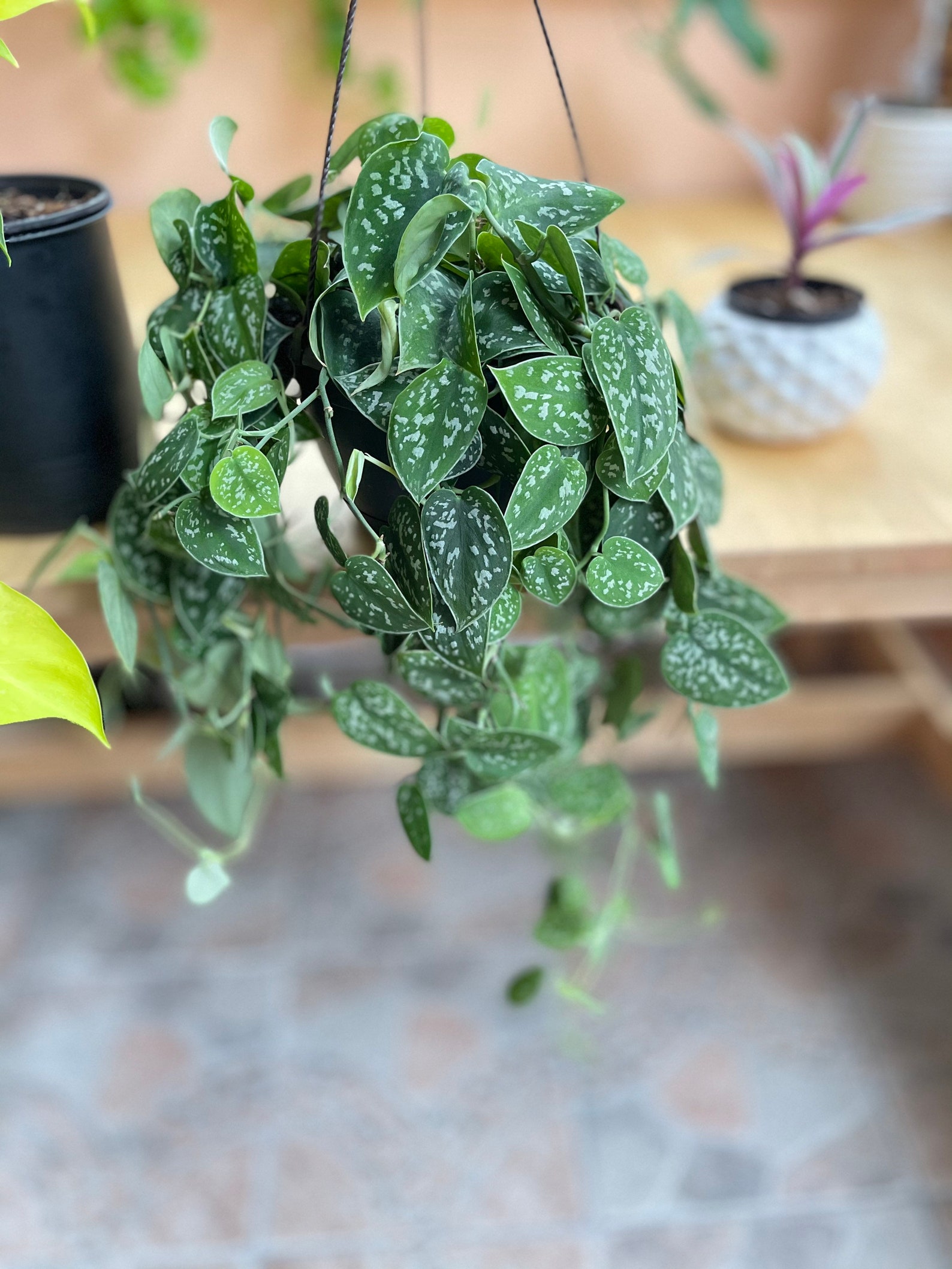 Scindapsus Silver Satin Pothos Low Light Houseplant Variegate Plant ...