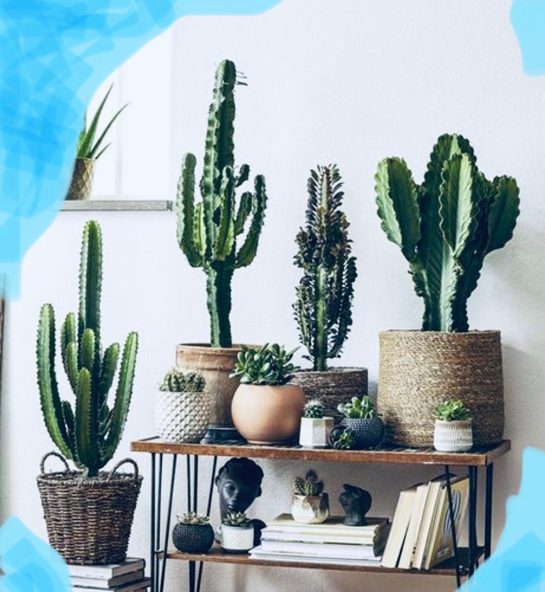 Big Cactus Plant Tall Cactus Plant Rare Variegated Cactus Dragon Bone ...