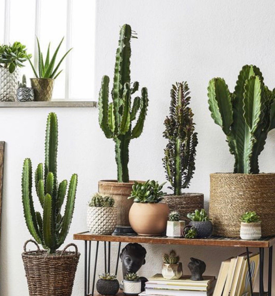 Large Cactus Tall Cactus Rare Cactus Exotic Cactus Succulent - Etsy