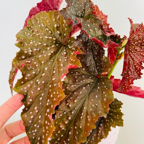 RARE Begonia Live Plant Angel Wing Begonia Polka Dot Plants - Etsy