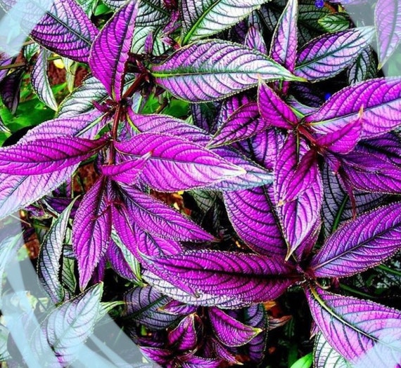 Persian Shield Flower