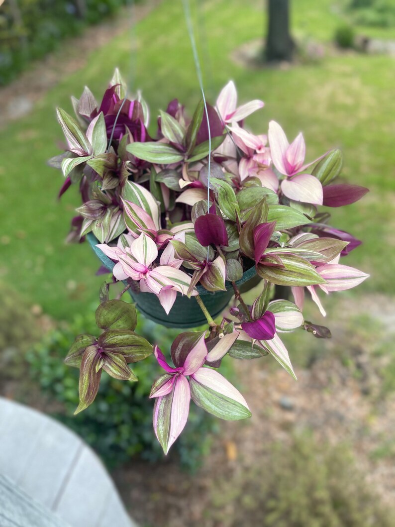 Wandering Jew Pink Wandering Jew Multicolor Tradescantia - Etsy