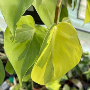 Rare Epipremnum Harlequin Aurea Inverted RARE Cultivar of Epipremnum ...