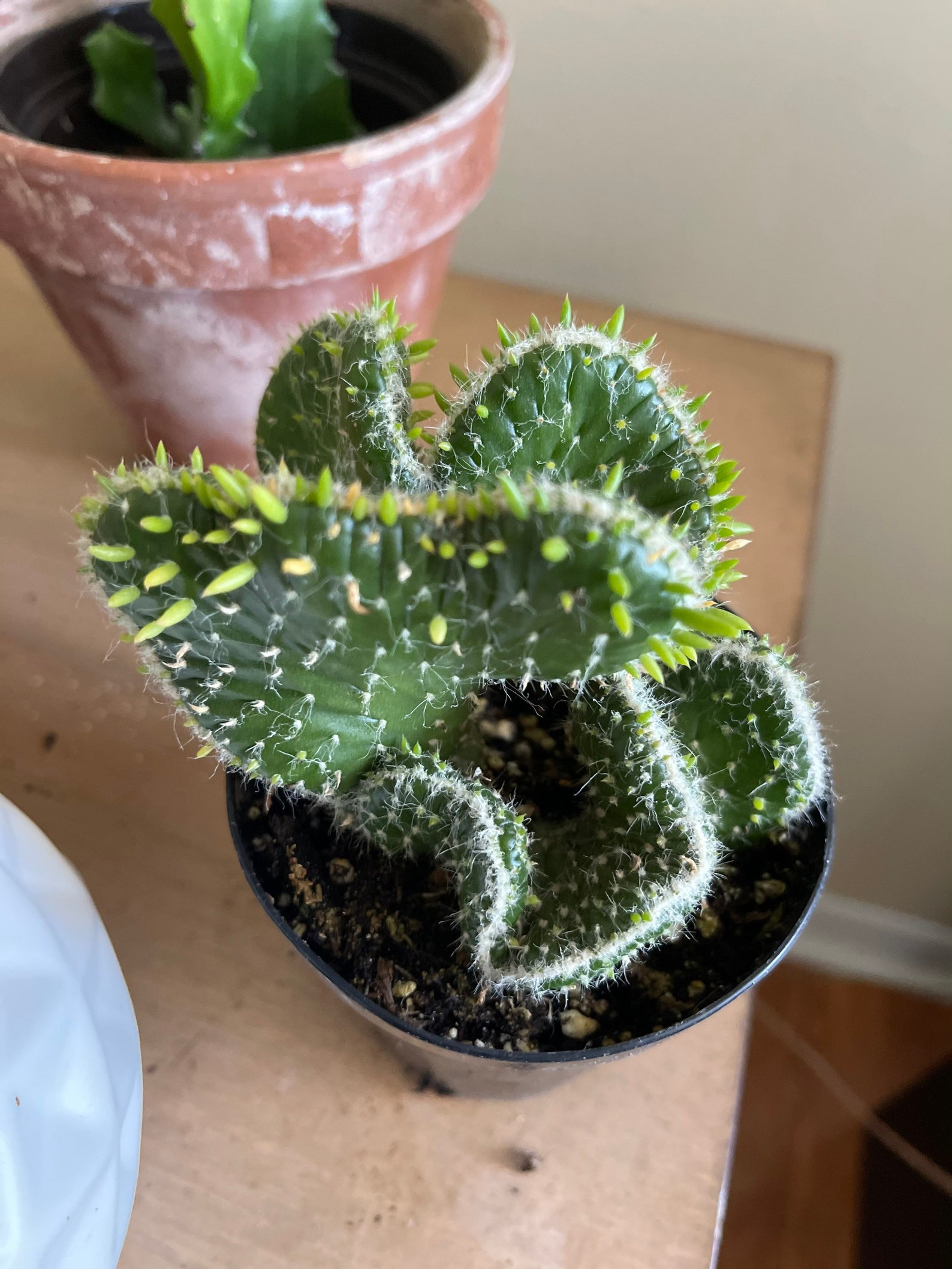 Blue Crested Cactus Rare Cactus Blue Crested Cactus Plant Rare - Etsy