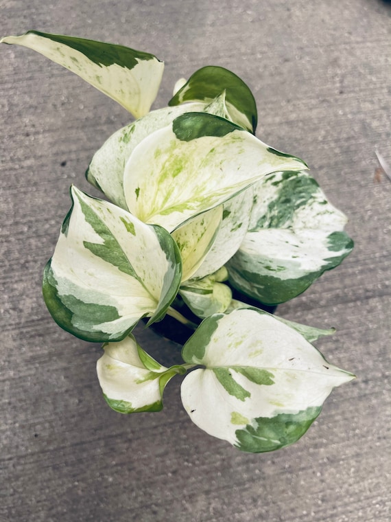 Manjula Pothos Home & Living Ferns, Grasses & Bamboo etna.com.pe