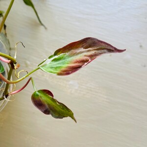 Rare Variegated Mican Philodendron RARE Cultivar Rare Plant - Etsy