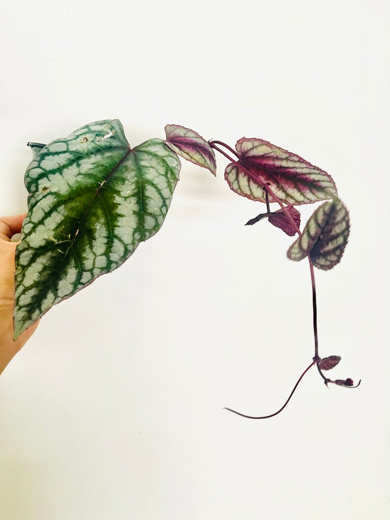 Cissus Discolor Rex Begonia Vine Cissus Javana Rare Houseplant - Etsy