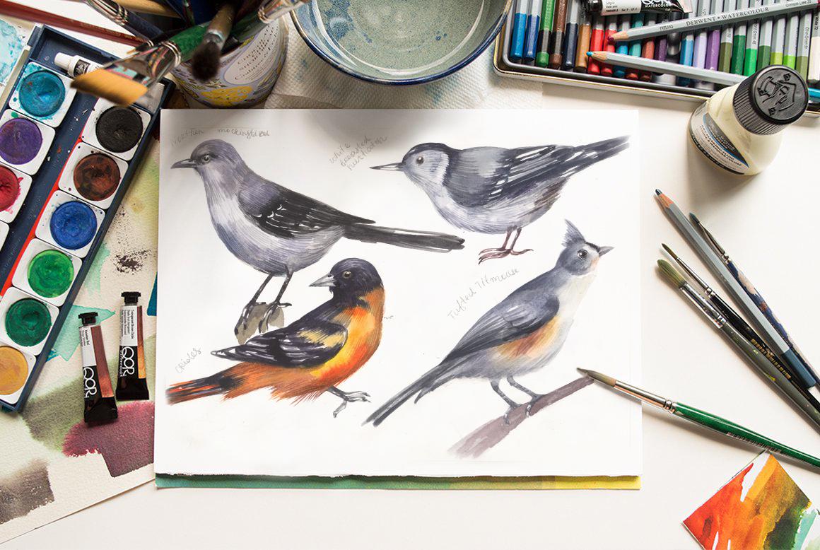 Watercolor Backyard Birds Clipart: North American Bird Illustrations ...