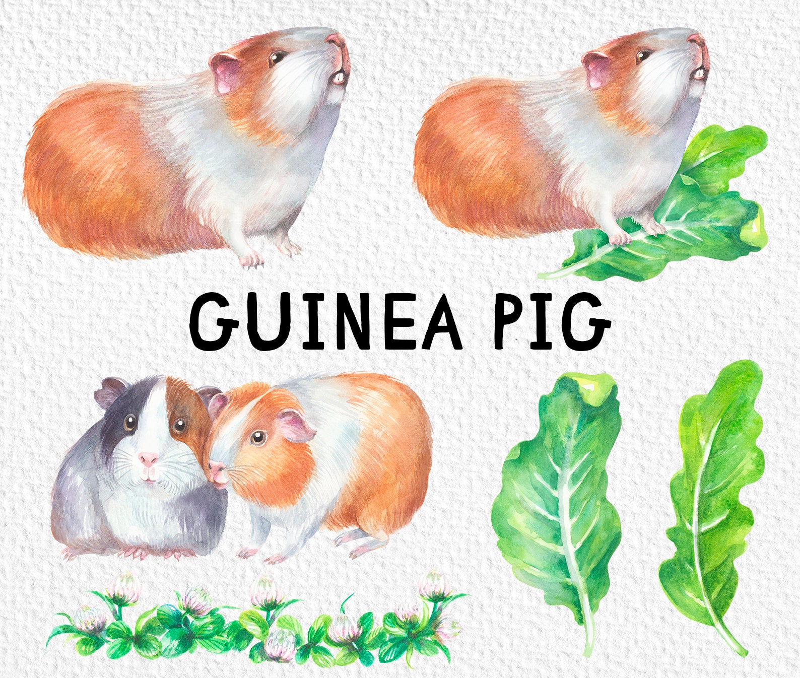 Watercolor Guinea Pig Clipart Guinea Pig Art Watercolor Pet - Etsy