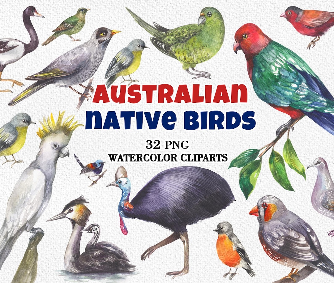 Australian Native Birds Watercolor Clipart Png - Etsy Australia