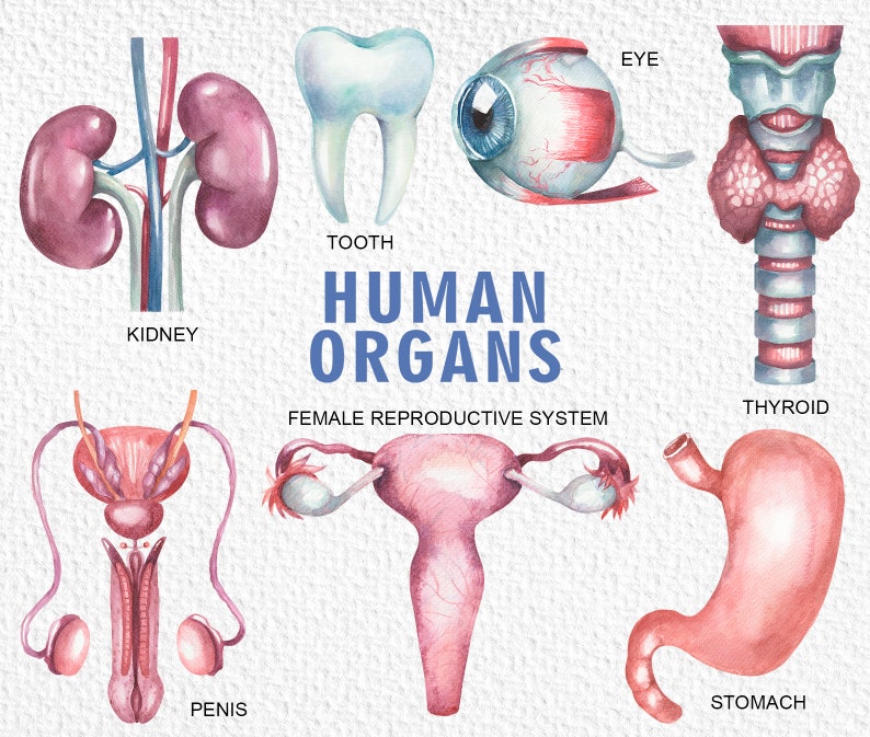 Watercolor Anatomy Clipart: Human Organs Illustration (PNG Digital ...