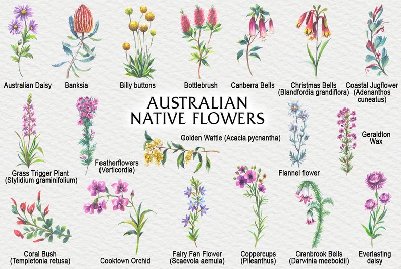 Australian Native Flowers Watercolor Png, Australian Botanical ...