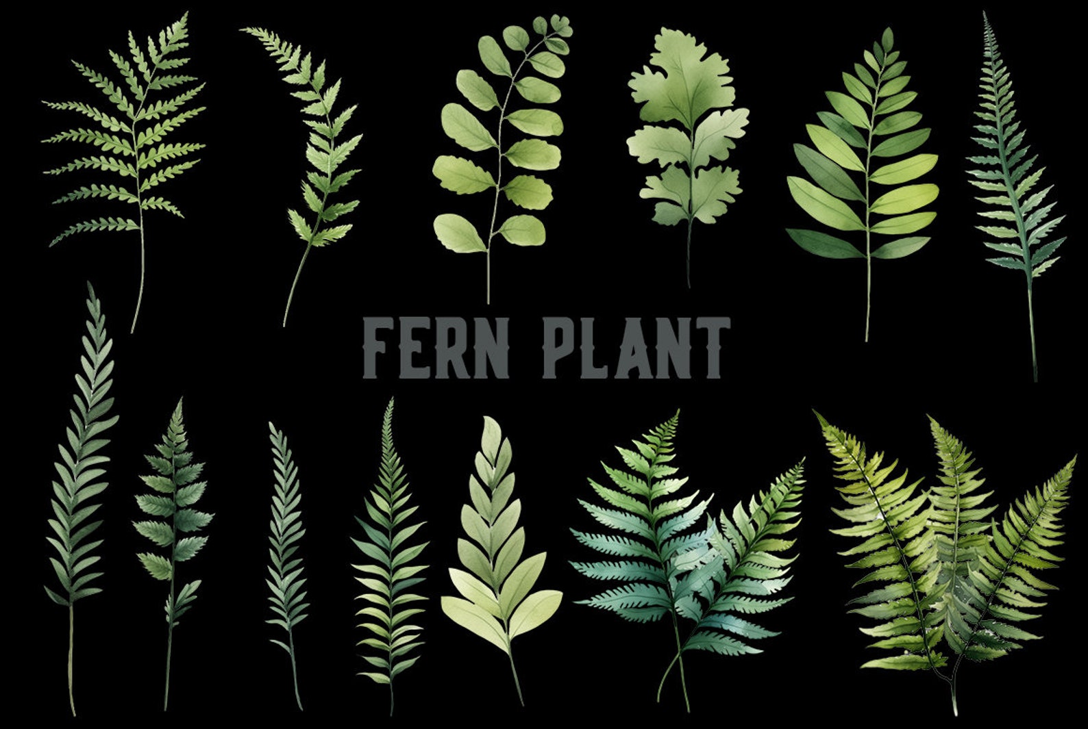 Fern Plant Watercolor Clipart Png, Plant Clipart, Fern Plant Bundle ...