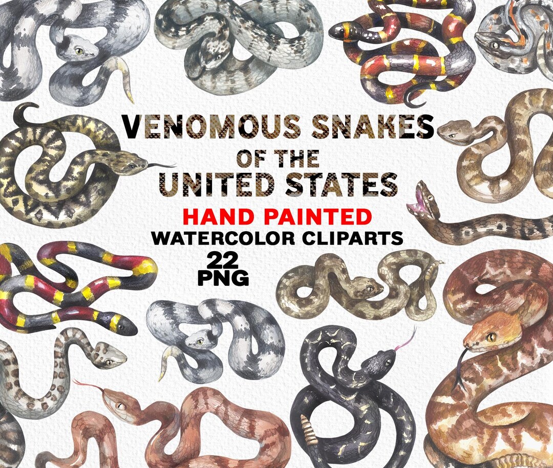 Venomous Snakes of the United States, Hand Painted Png Watercolor ...