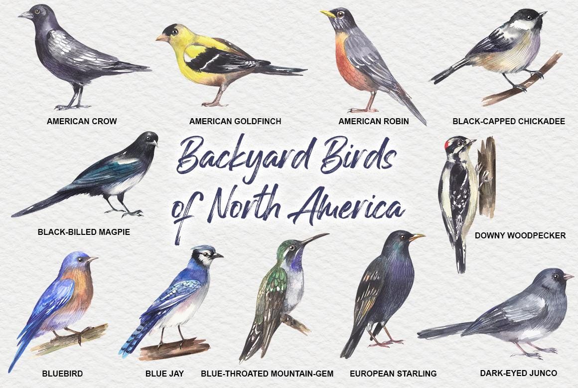 Watercolor Backyard Birds Clipart: North American Bird Illustrations ...