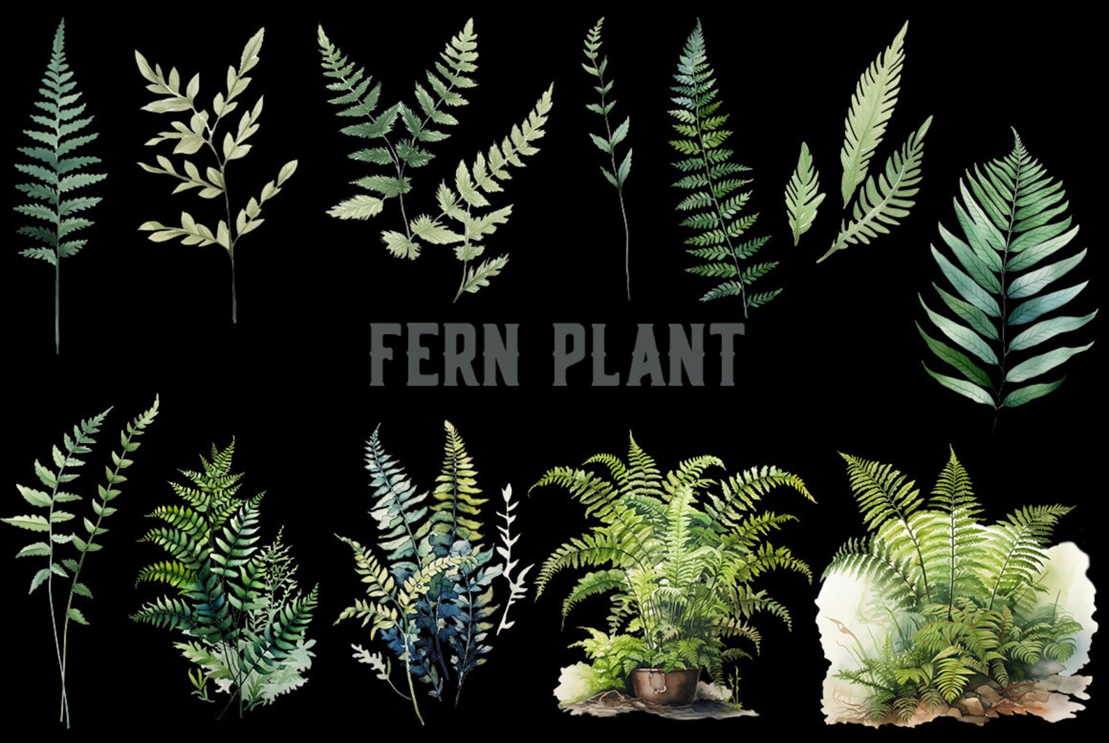 Fern Plant Watercolor Clipart Png, Plant Clipart, Fern Plant Bundle ...