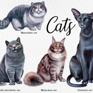 CATS Set Clipart, Cats BUNDLE, Hand Painted, Kittens for Mugs, Cute ...