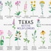Texas Wildflower Clipart: Watercolor Native Flowers (PNG, 300dpi) - Etsy