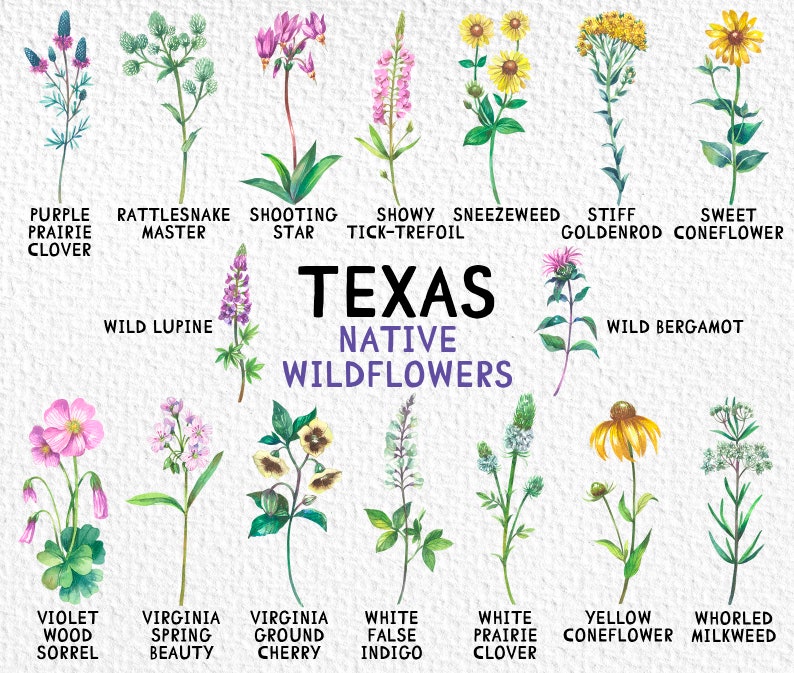 Texas Native Wildflowers, Watercolor Clipart, Flowers of North America ...