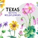 Texas Wildflower Clipart: Watercolor Native Flowers (PNG, 300dpi) - Etsy