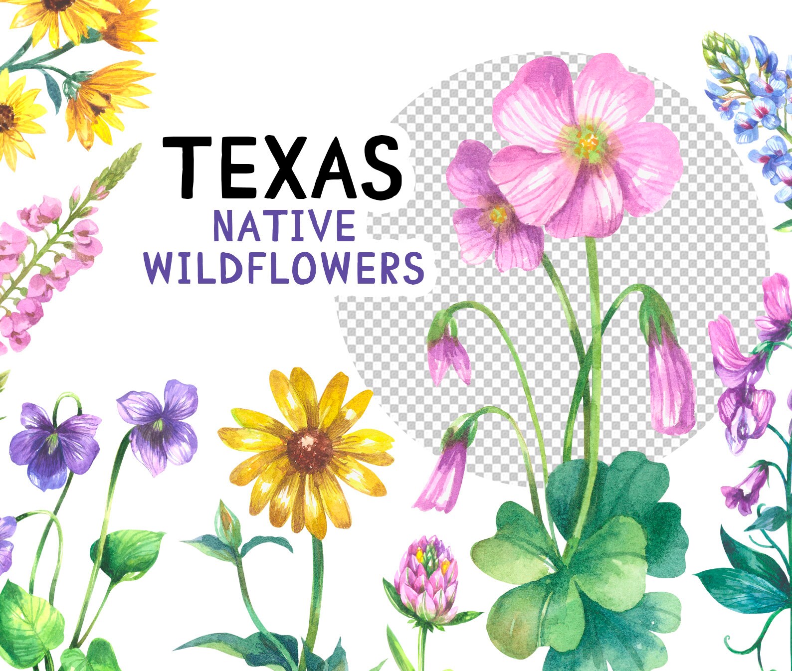 Texas Wildflower Clipart: Watercolor Native Flowers (PNG, 300dpi) - Etsy