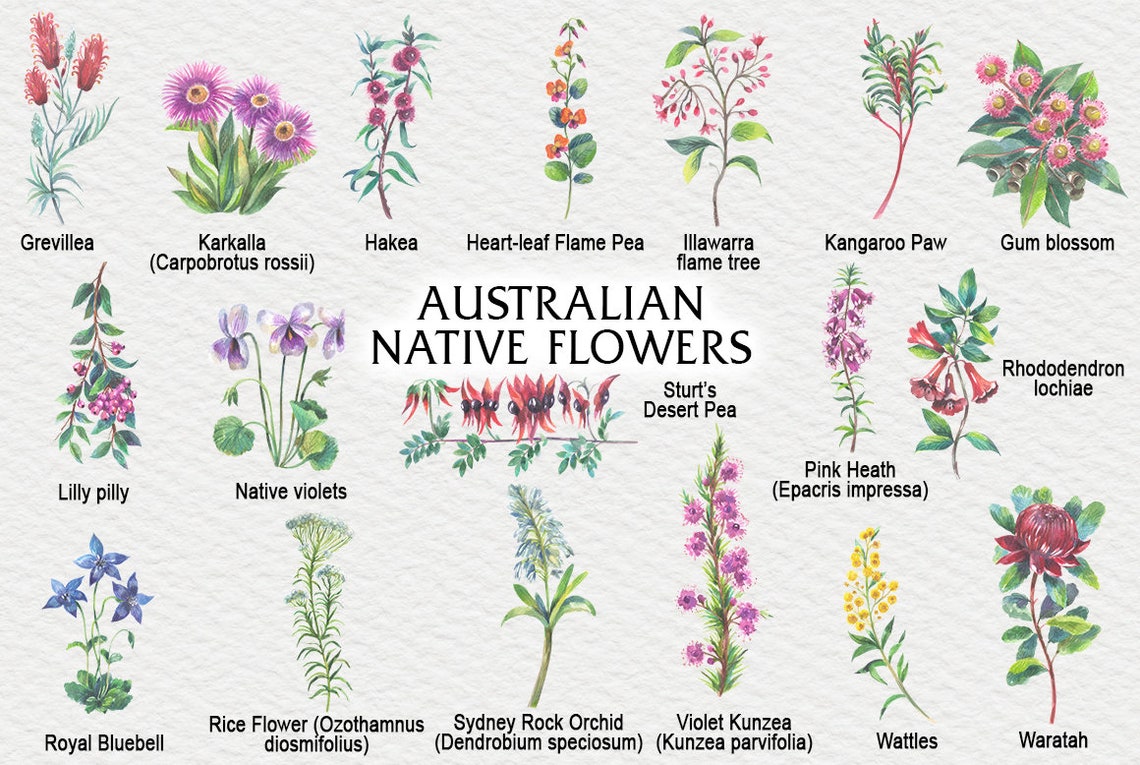 Australian Native Flowers Watercolor Png, Australian Botanical ...