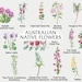 Australian Native Flowers Watercolor Png, Australian Botanical ...