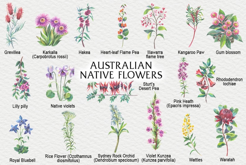 Australian Native Flowers Watercolor Png, Australian Botanical ...