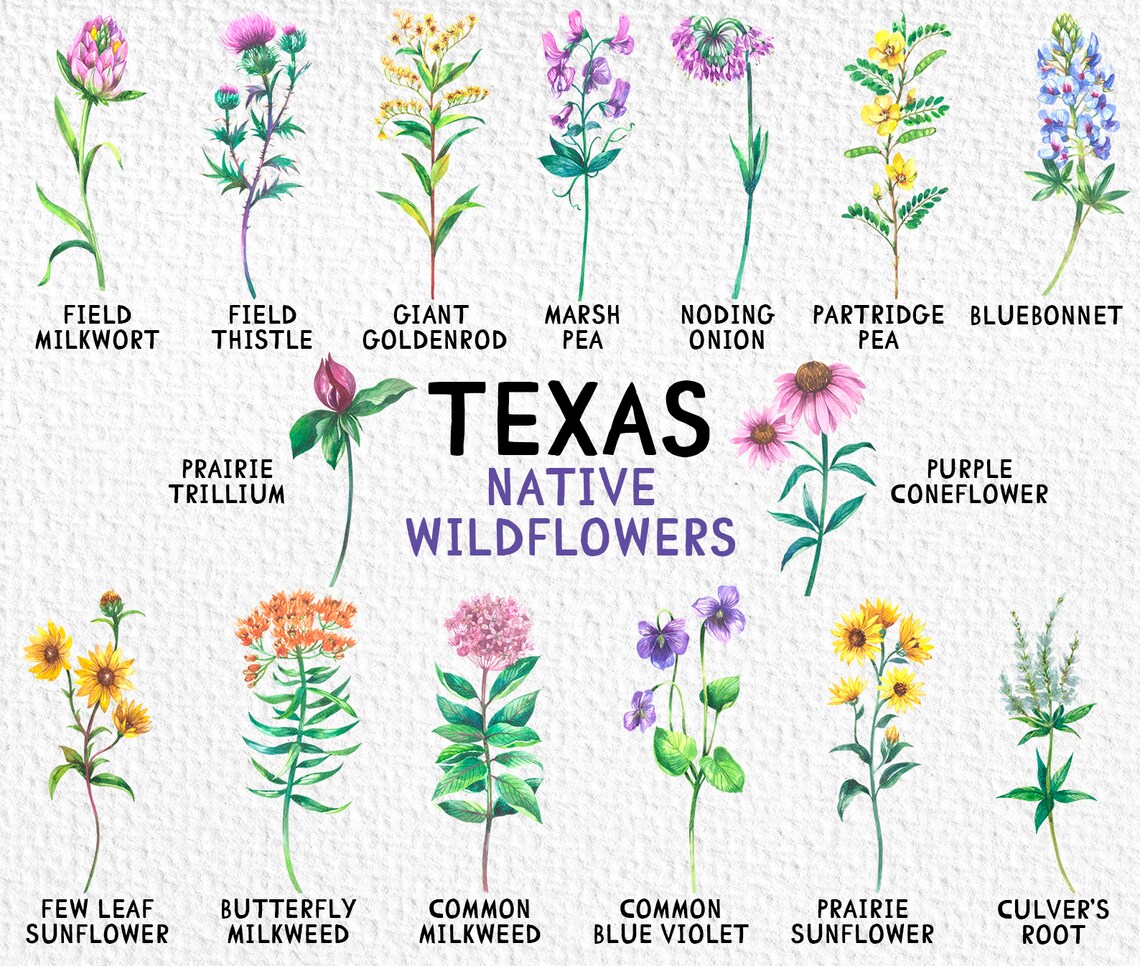 Texas Wildflower Clipart: Watercolor Native Flowers (PNG, 300dpi) - Etsy