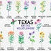 Texas Wildflower Clipart: Watercolor Native Flowers (PNG, 300dpi) - Etsy