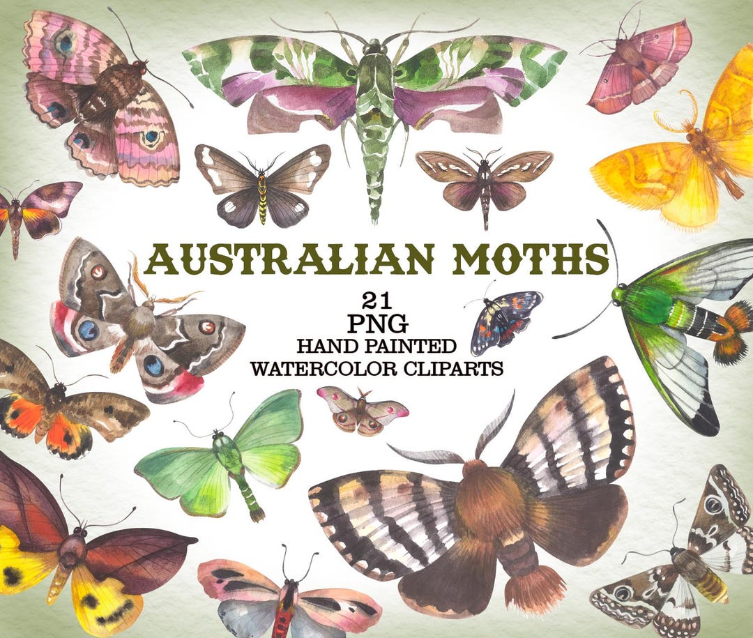 Australian Moths Hand Painted Watercolor Clipart Png Australian Moth ...
