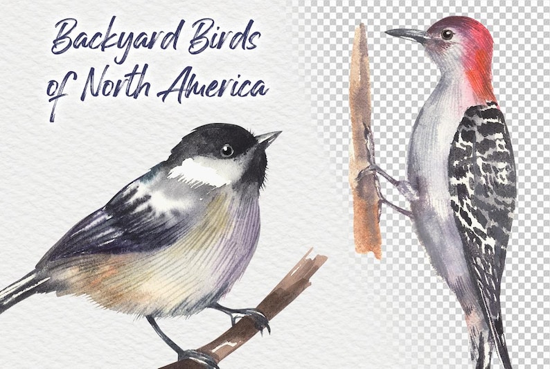 Watercolor Backyard Birds Clipart: North American Bird Illustrations ...