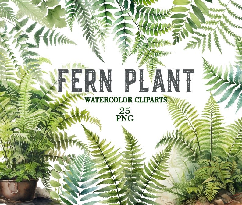 Fern Plant Watercolor Clipart Png, Plant Clipart, Fern Plant Bundle ...