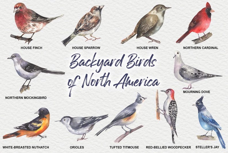 Backyard Birds of North America Clipart Png Hand Painted, American ...