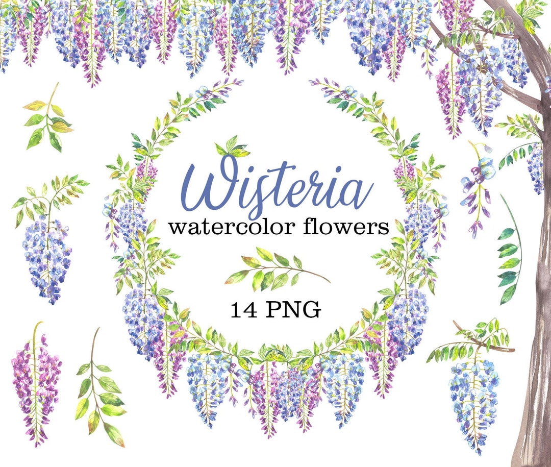 Wisteria Watercolor Flowers Clipart, Wisteria Png, Wedding Floral ...