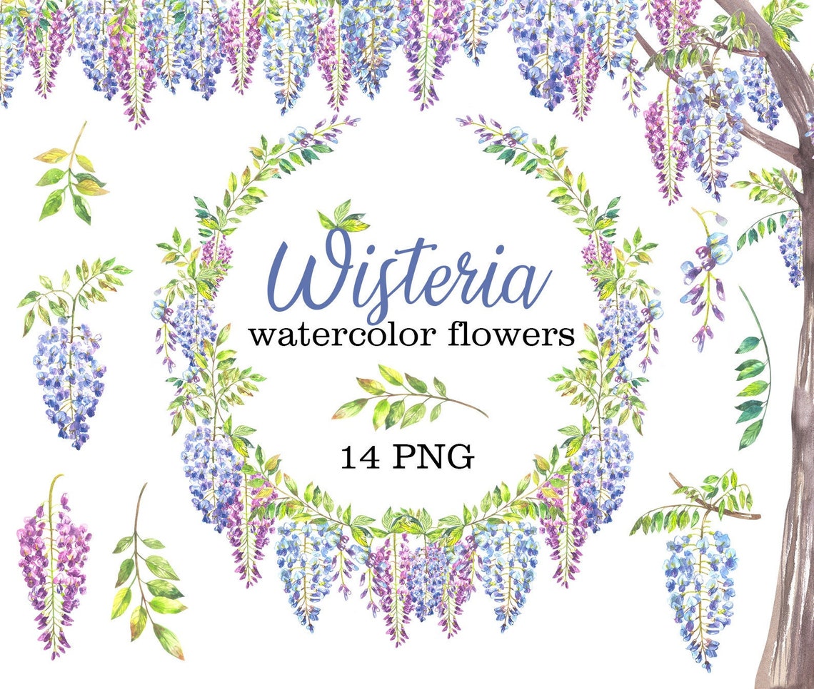 Wisteria Watercolor Flowers Clipart Wisteria Png Wedding - Etsy