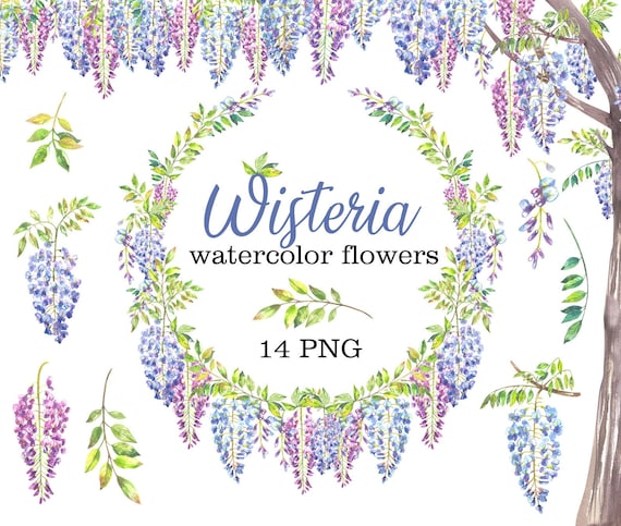 Wisteria Watercolor Flowers Clipart Wisteria Png Wedding - Etsy