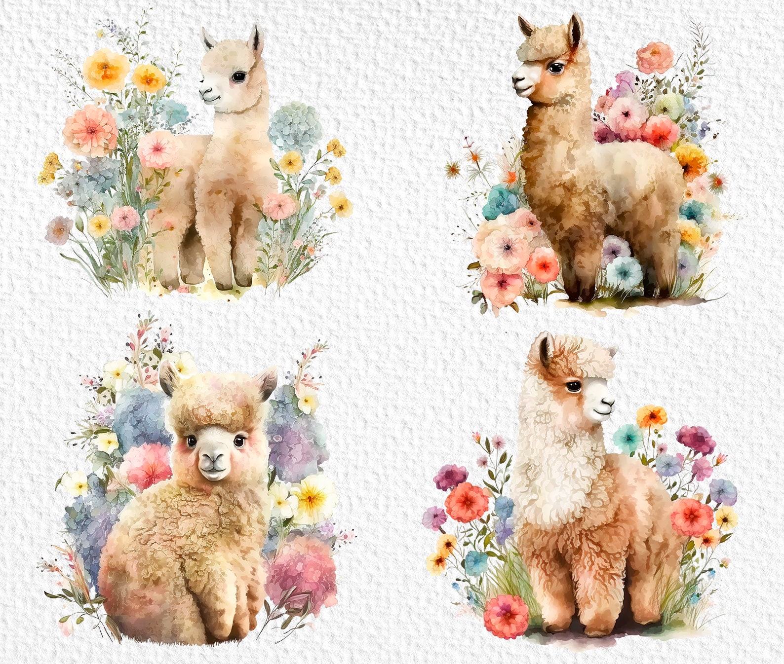Baby Lama Watercolor Clipart, Alpaca Clipart, Baby Llama Png, Cute ...