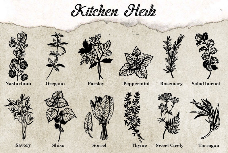 Kitchen Herb Vector Clipart Herbs Svg Garden Kitchen Print - Etsy