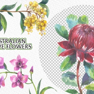 Australian Native Flowers Watercolor Png, Australian Botanical ...