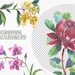 Australian Native Flowers Watercolor Png, Australian Botanical ...