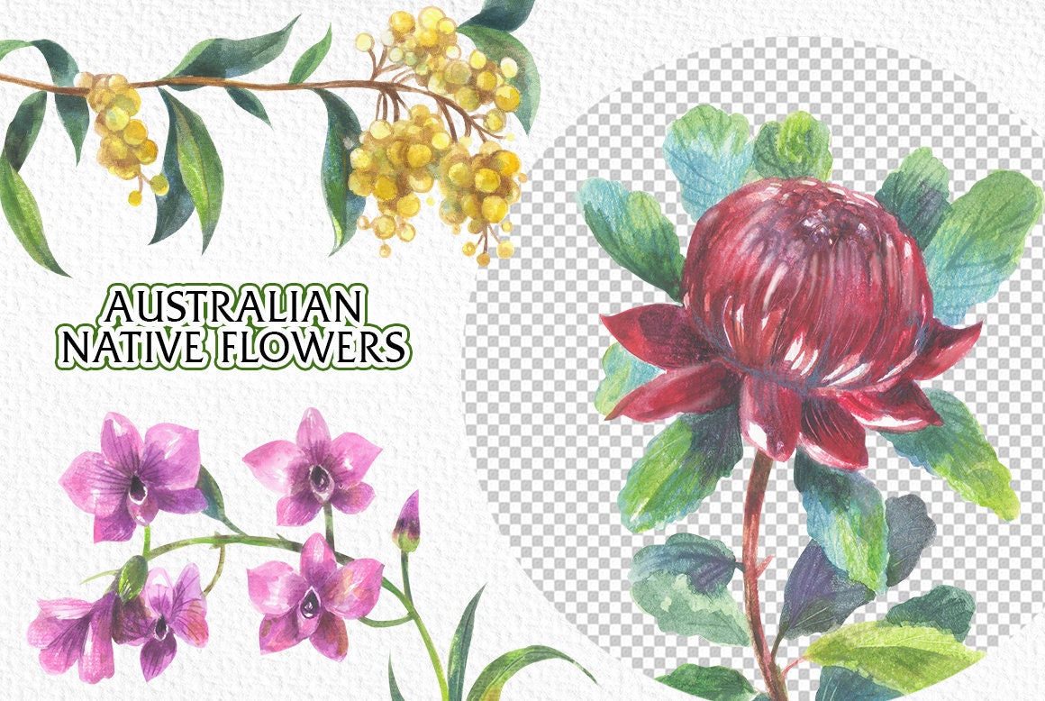 Australian Native Flowers Watercolor Png, Australian Botanical ...