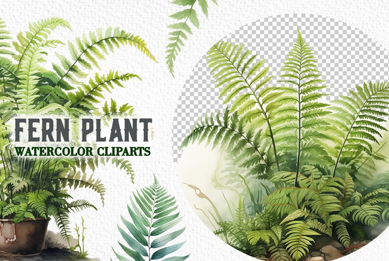 Fern Plant Watercolor Clipart Png, Plant Clipart, Fern Plant Bundle ...