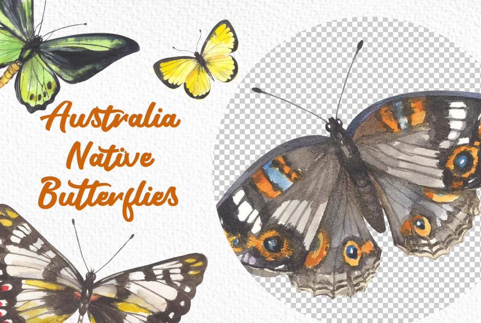 Australia Native Butterflies Png Watercolor Clipart, Butterfly Poster ...