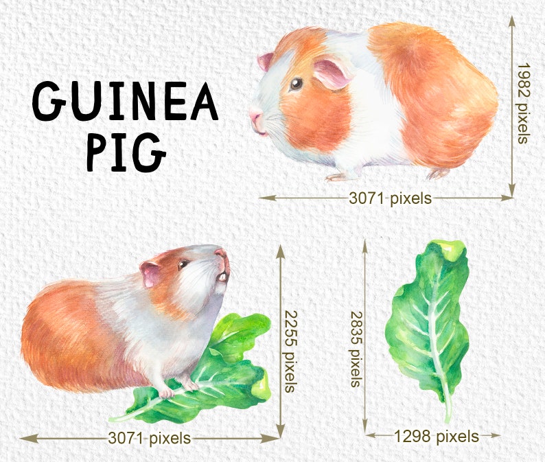 Watercolor Guinea Pig Clipart Guinea Pig Art Watercolor Pet - Etsy