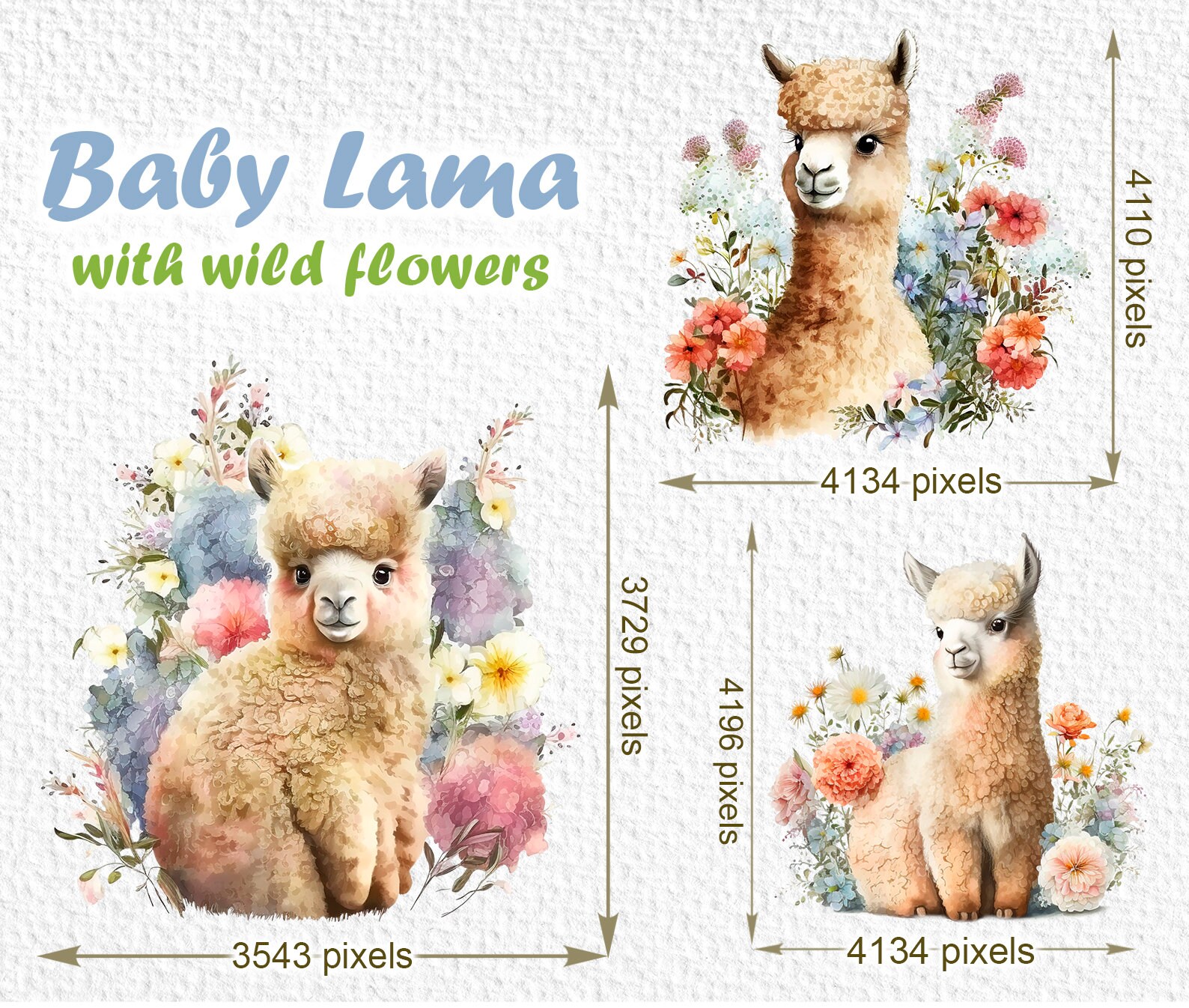 Baby Lama Watercolor Clipart, Alpaca Clipart, Baby Llama Png, Cute ...