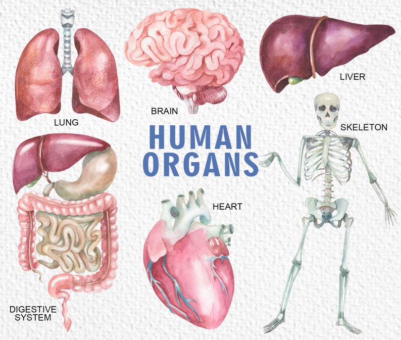 Watercolor Anatomy Clipart: Human Organs Illustration (PNG Digital ...