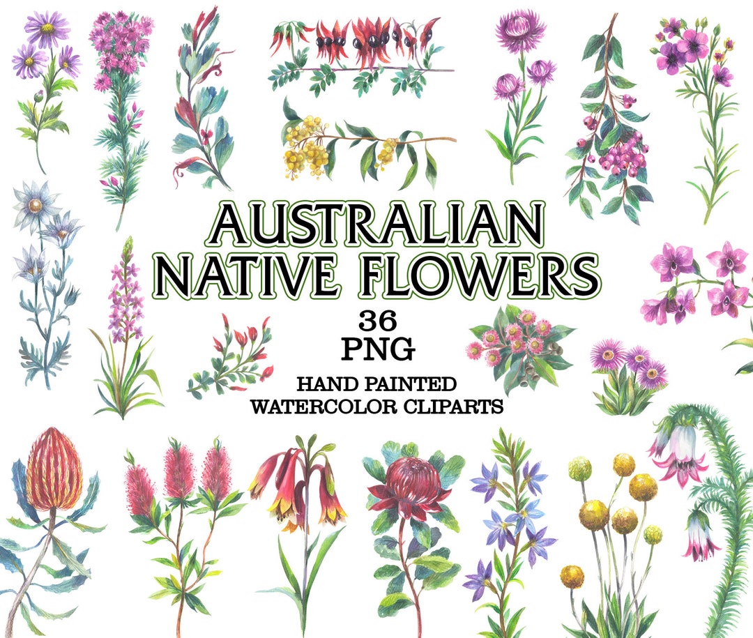 Australian Native Flowers Watercolor Png, Australian Botanical ...