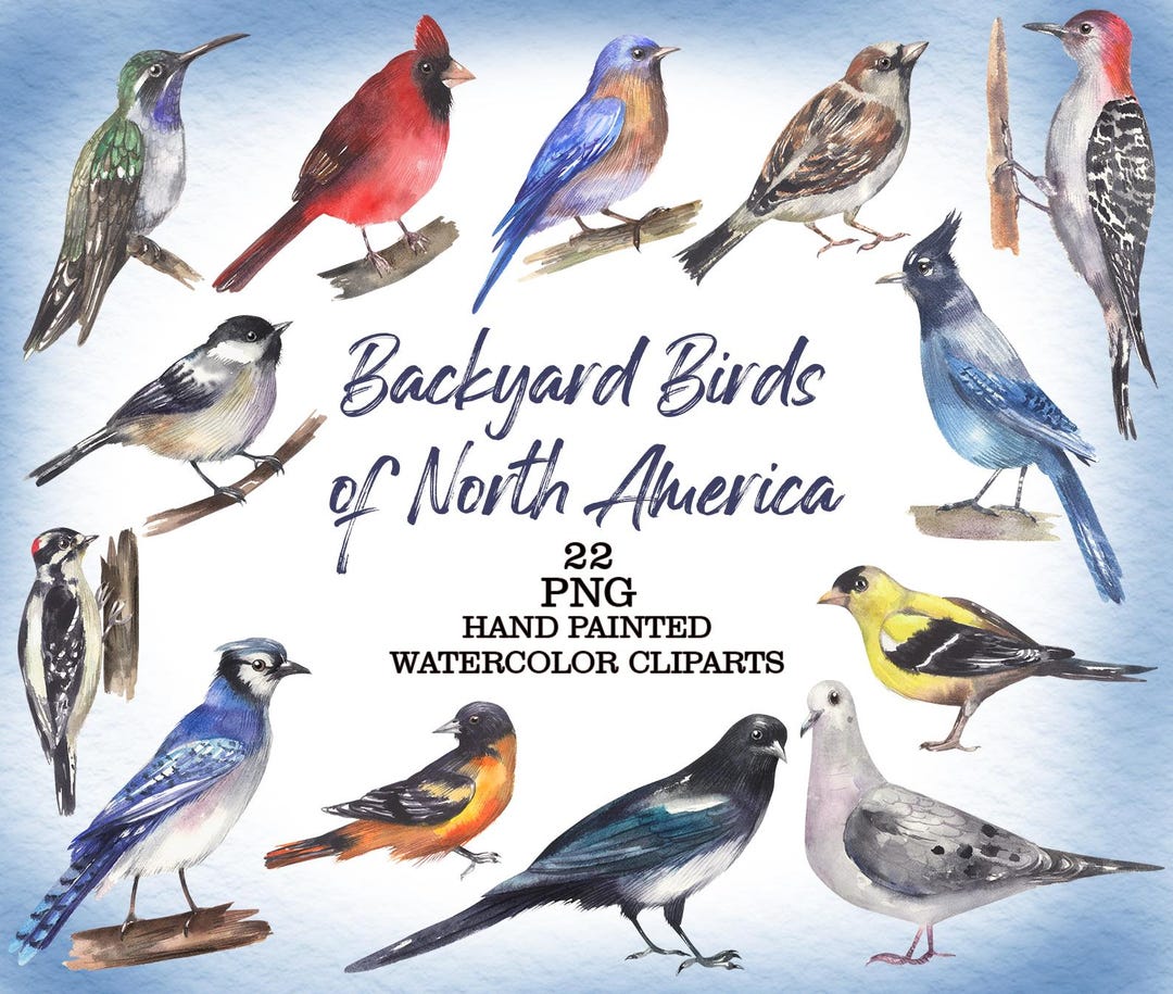 Watercolor Backyard Birds Clipart: North American Bird Illustrations ...