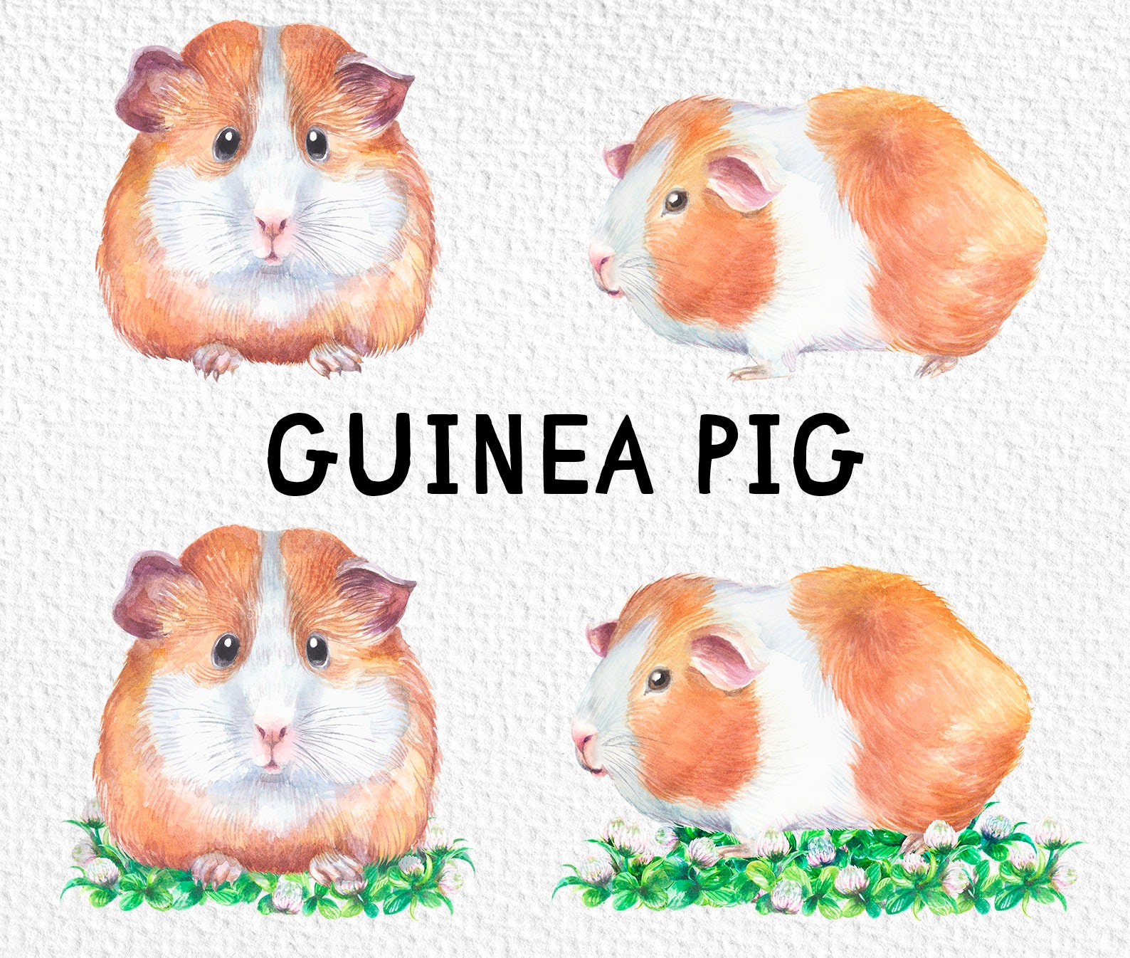 Watercolor Guinea Pig Clipart Guinea Pig Art Watercolor Pet - Etsy
